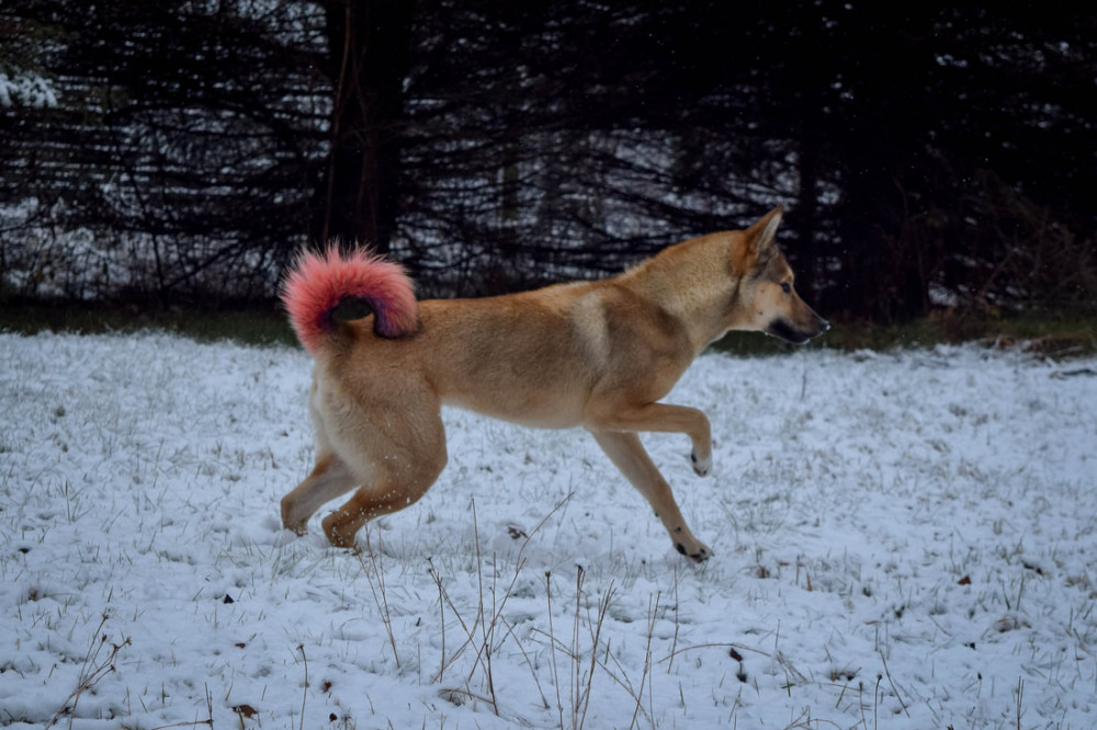 Hypomating: Tarheel Lionheart at Greystroke x Erza of Kaiza Pedigree