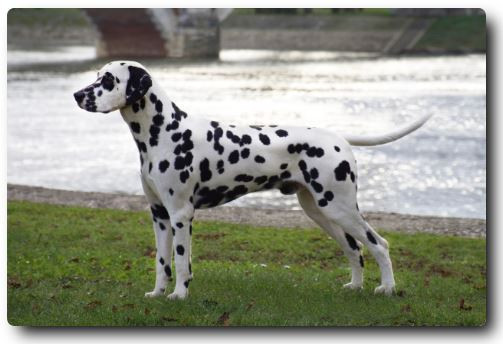 Offspring of Dalmo's Aragon the First