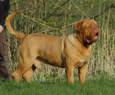 Emberez Ramsey Pedigree