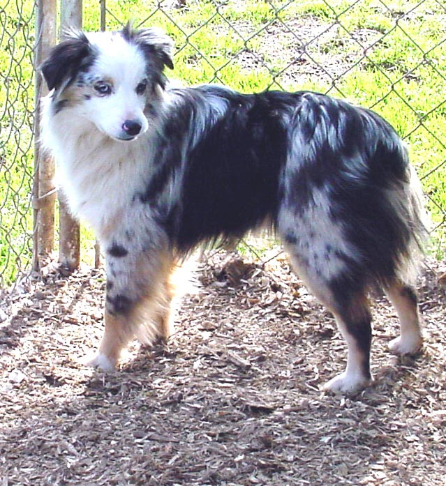 Hughes Arielle Pedigree