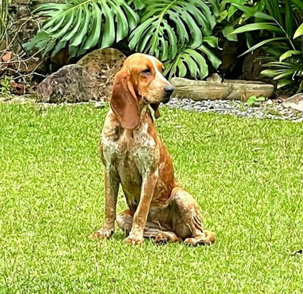 Mancha del Rastro Criollo Pedigree