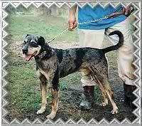 BLT's FL Slim Pedigree