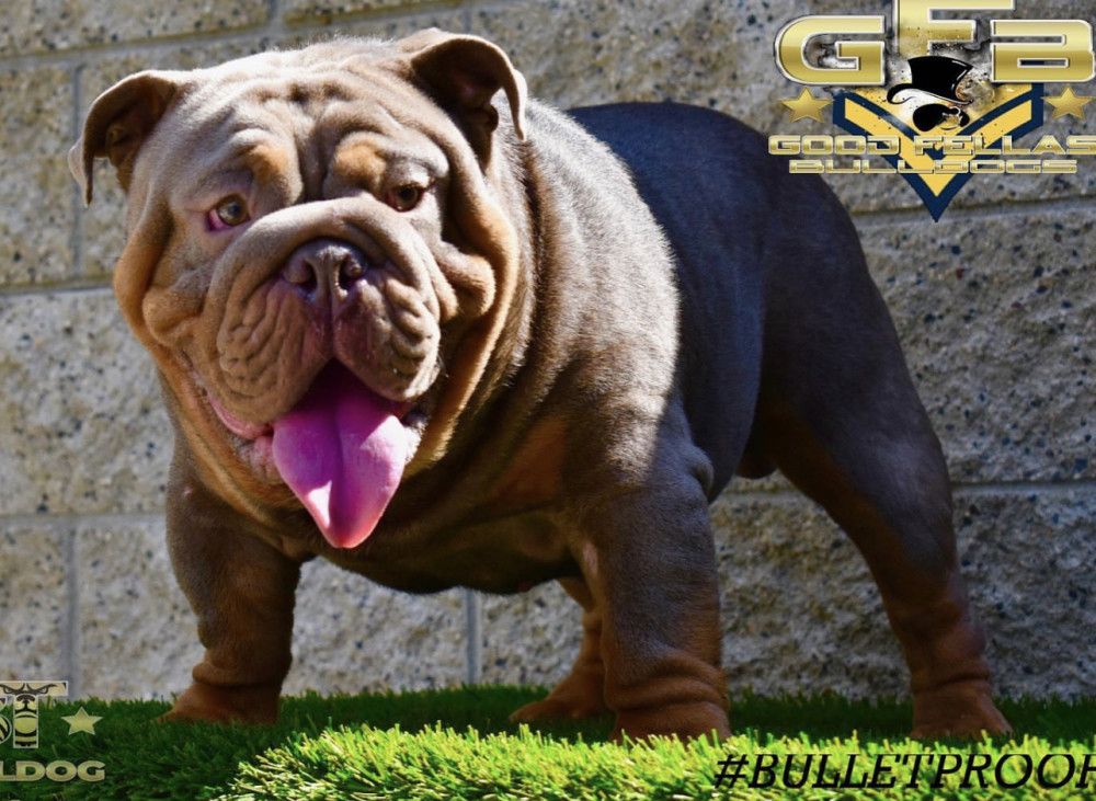Posherbulls Bulletproof Pedigree