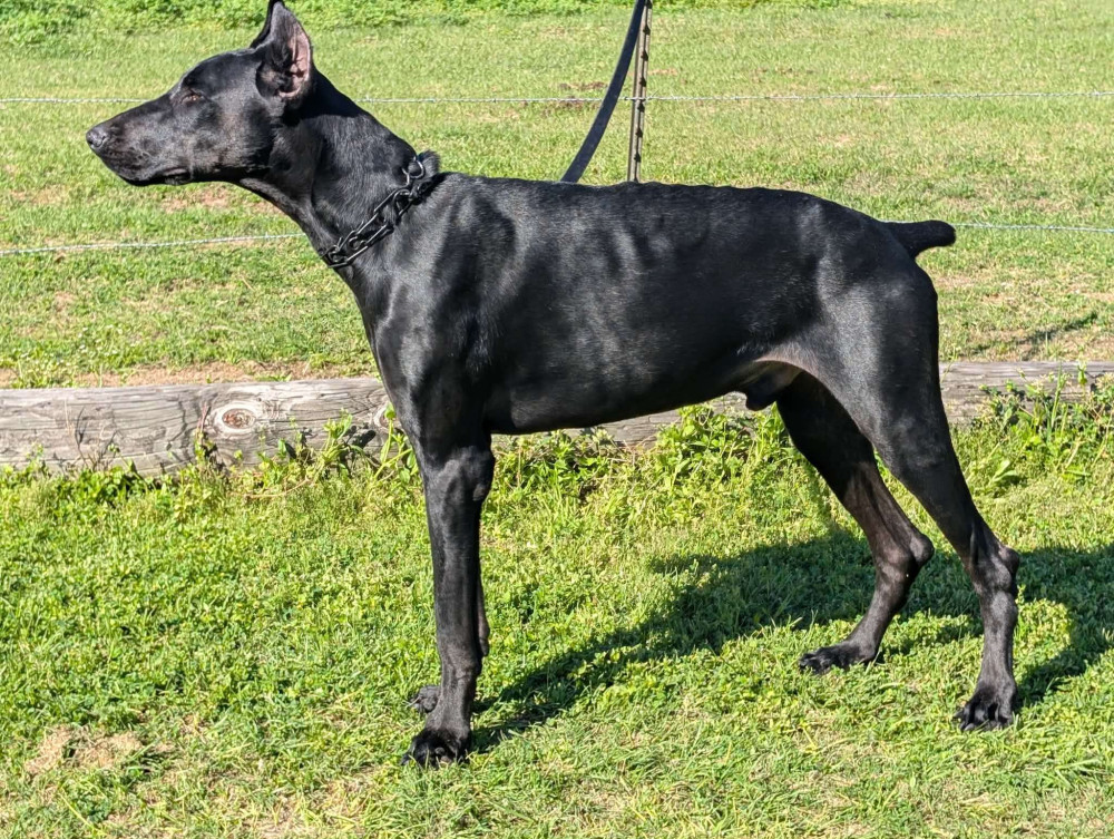 NWR's Venomous Reign Pedigree