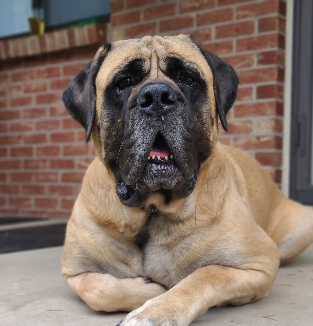 IMPECCABLE'S ODYSSEUS THE FAITHFUL Pedigree