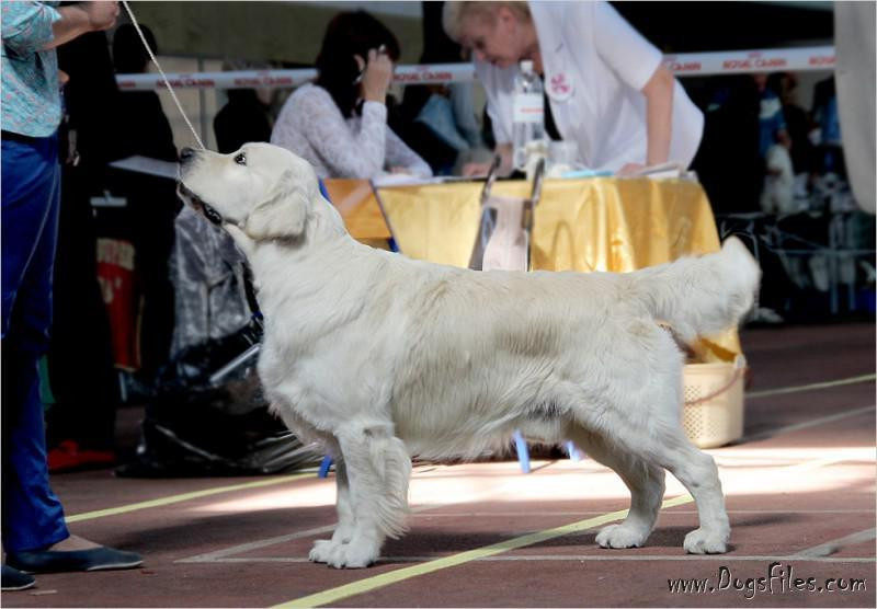 Roxy Rhubarb Pedigree