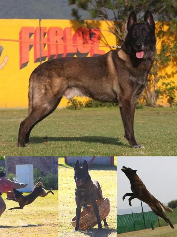 Camley Dark Vader Pedigree