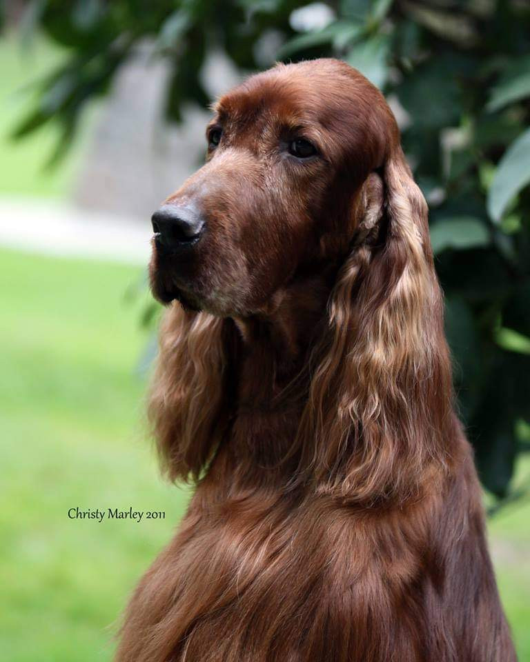Avon Farm Rory's at the Beach Pedigree