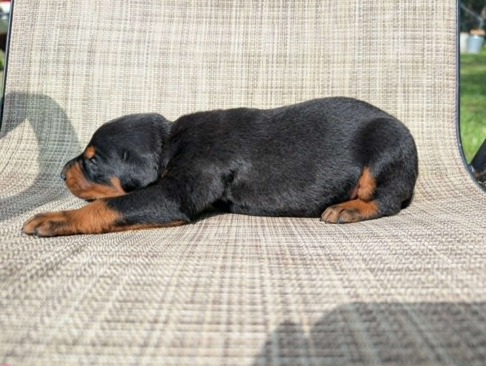 NWR's black & Rust Pedigree
