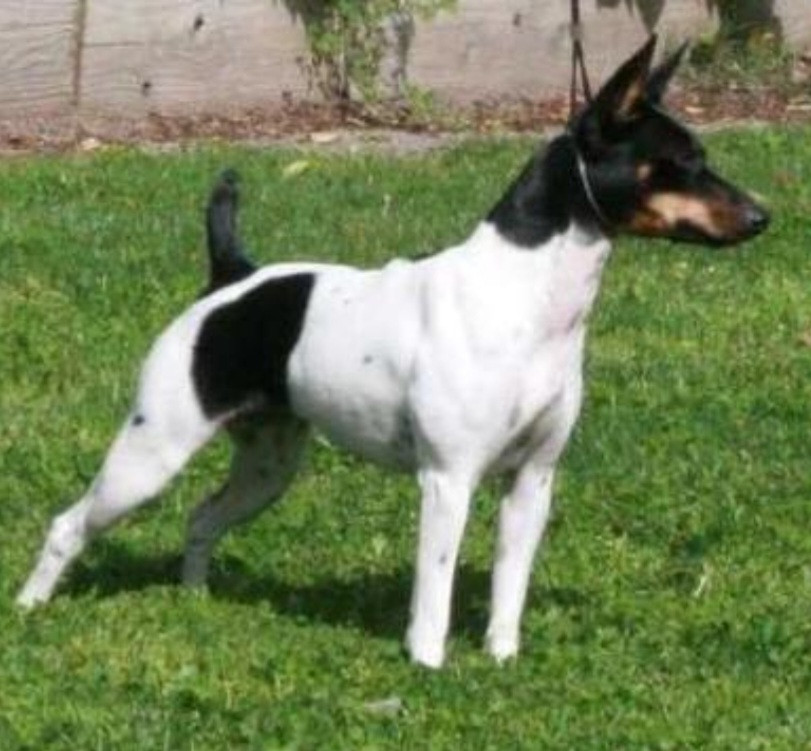 River Ridge's Riddle Me This Pedigree