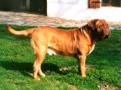 Best du Hot Dogues Red Pedigree