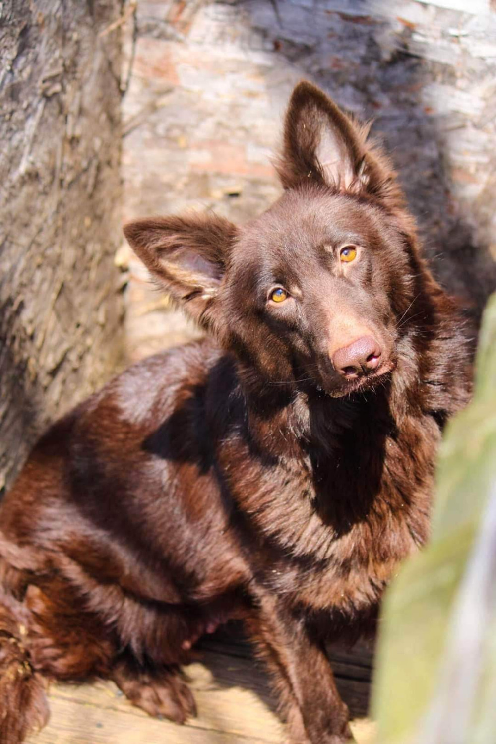 Samara Vom Sonnenmittag Pedigree