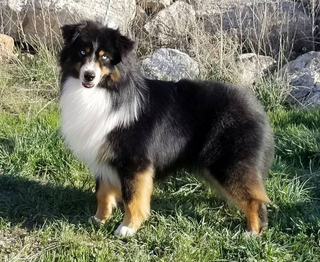 Blue Elk Indigo Illusion at Flawlessly Pedigree