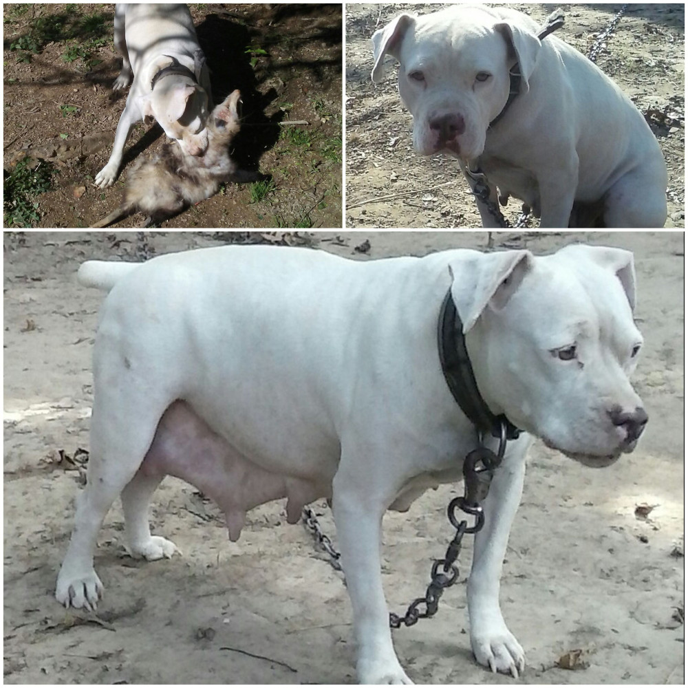 YHK's Grace Pedigree