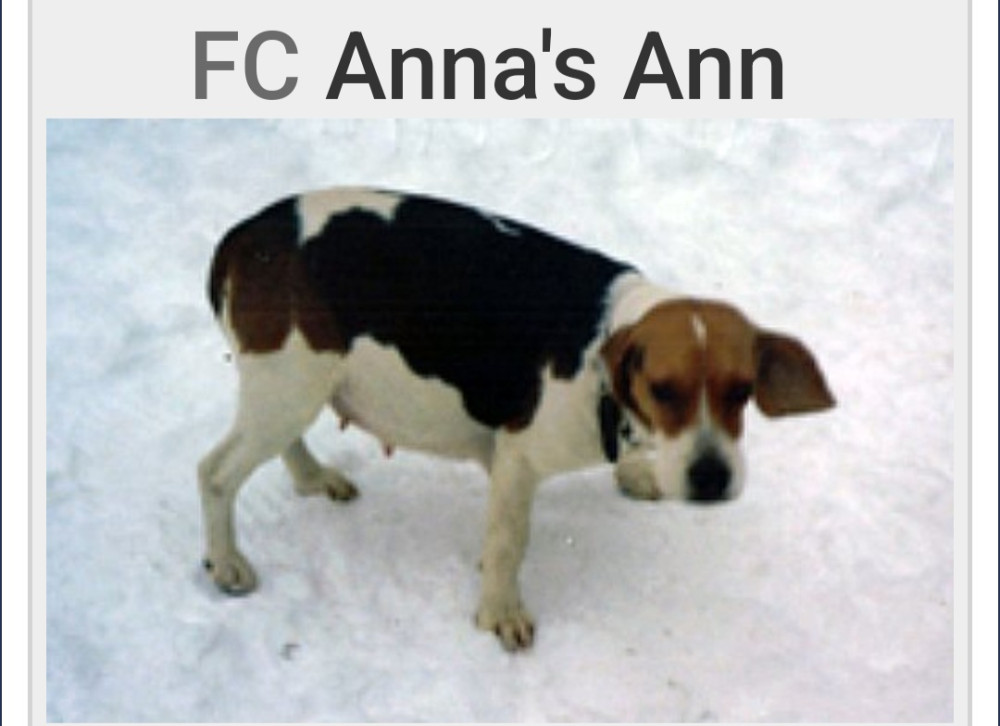 Branko's Black Moonshine Pedigree