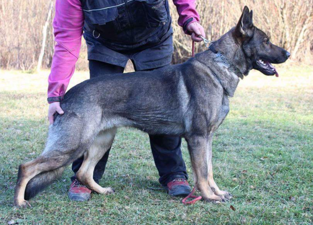 Ares Spod Čerenca Pedigree