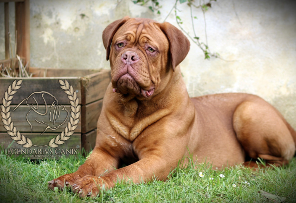 Legendarivs Canis UFC Pedigree