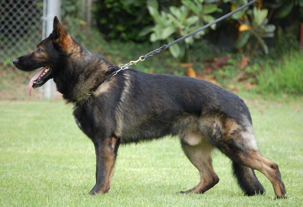 Giant German Shepherd's Summer Twilight Pedigree