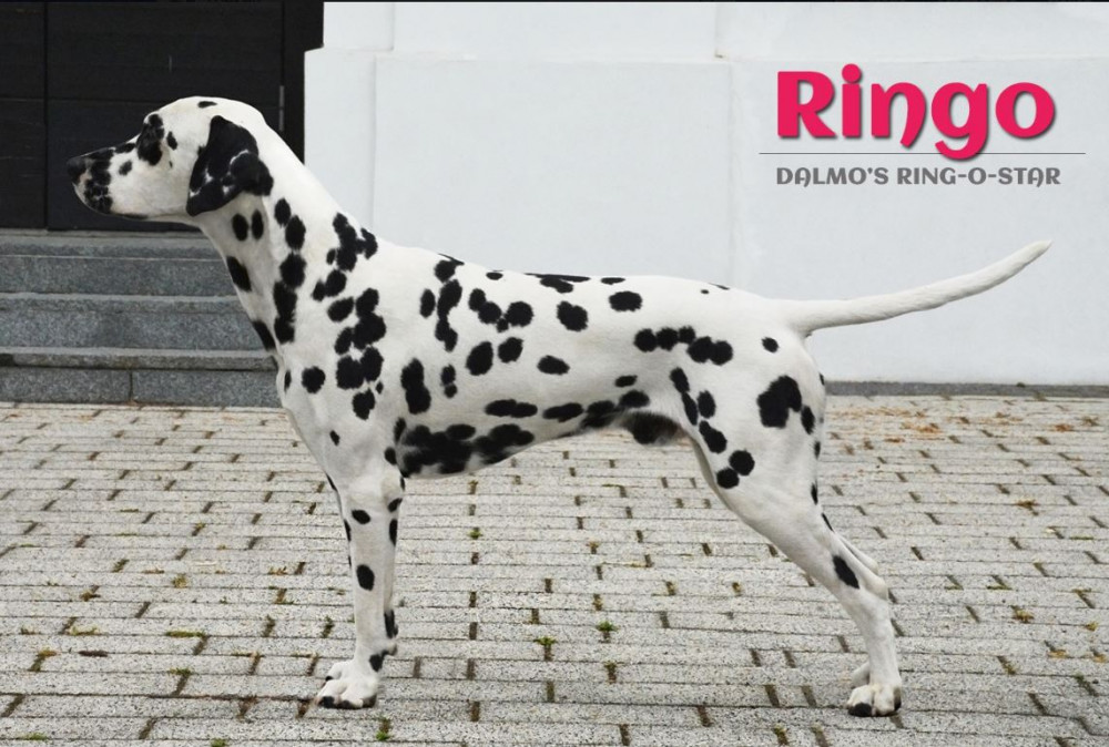 Offspring of Dalmo's Aragon the First