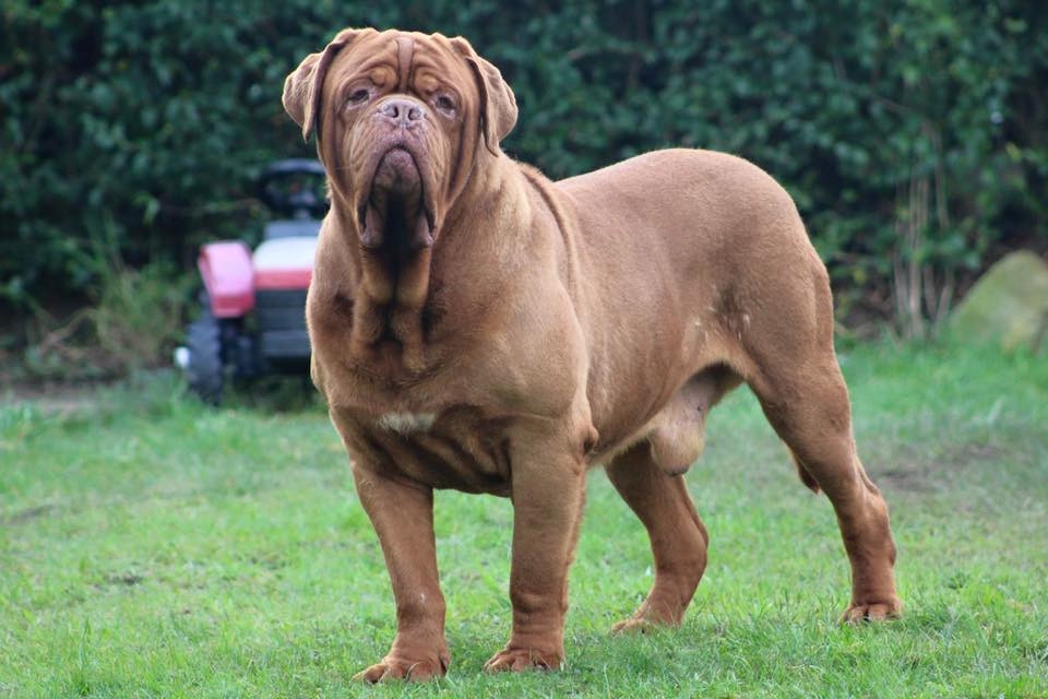 Rusty-Red Monster Zeusz Pedigree