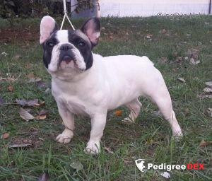 LUKRESIYA FON FYURER Pedigree