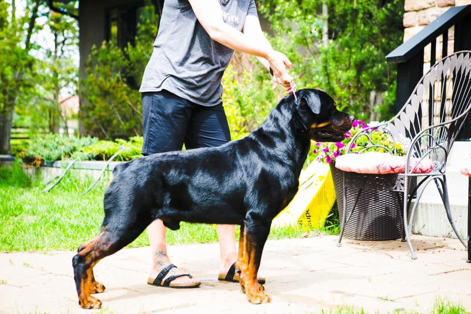 ETERNALFIRE'S ALL THE EXTRA'S FOR NIGHTHAWK Pedigree