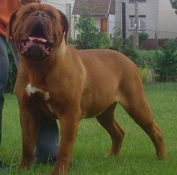 Shery Du Chant Des Bruants Pedigree