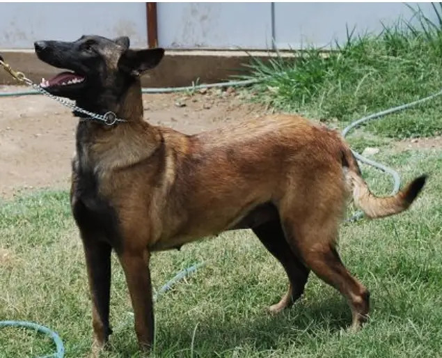 TORCA (VARGAS) Pedigree