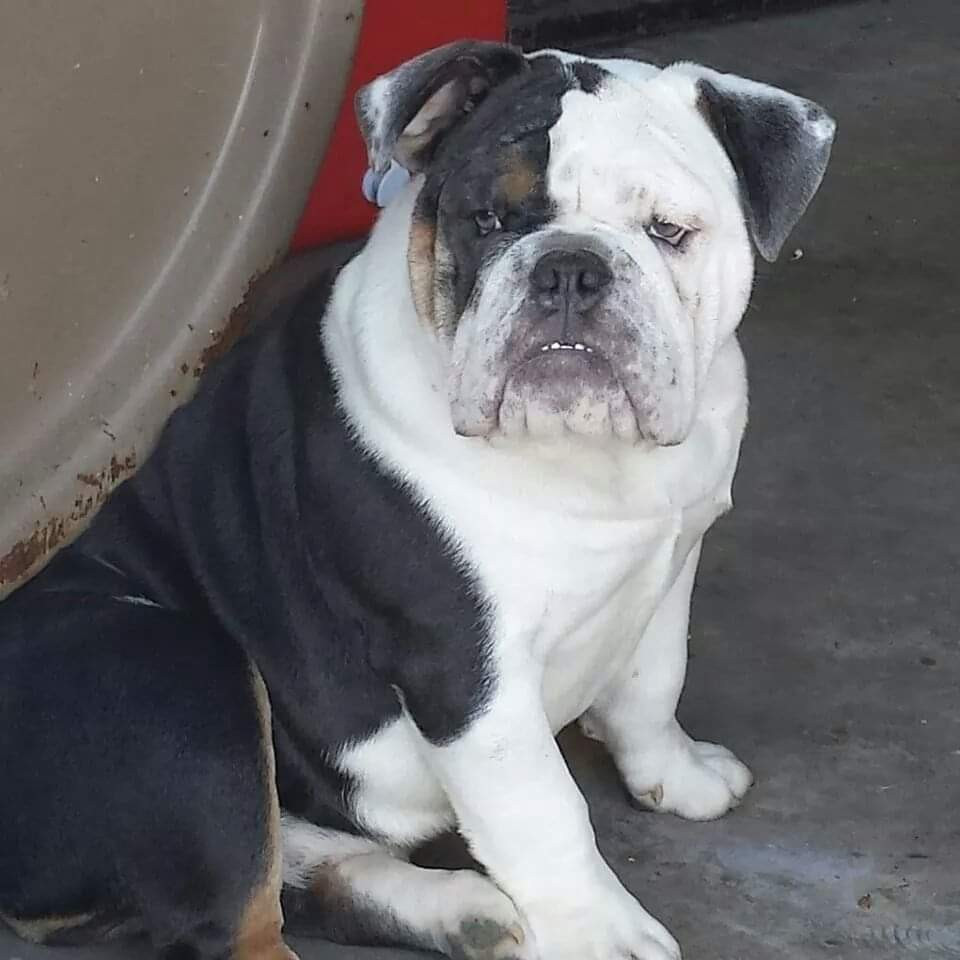 Blueline's Bullet Proof Kevlar Pedigree