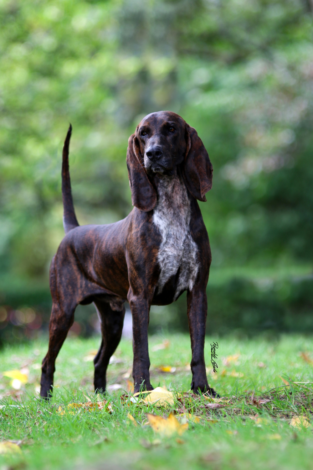 Tinto Del Rastro Criollo Pedigree