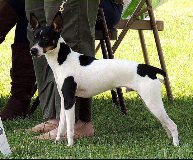 NEO @ ATB Pedigree