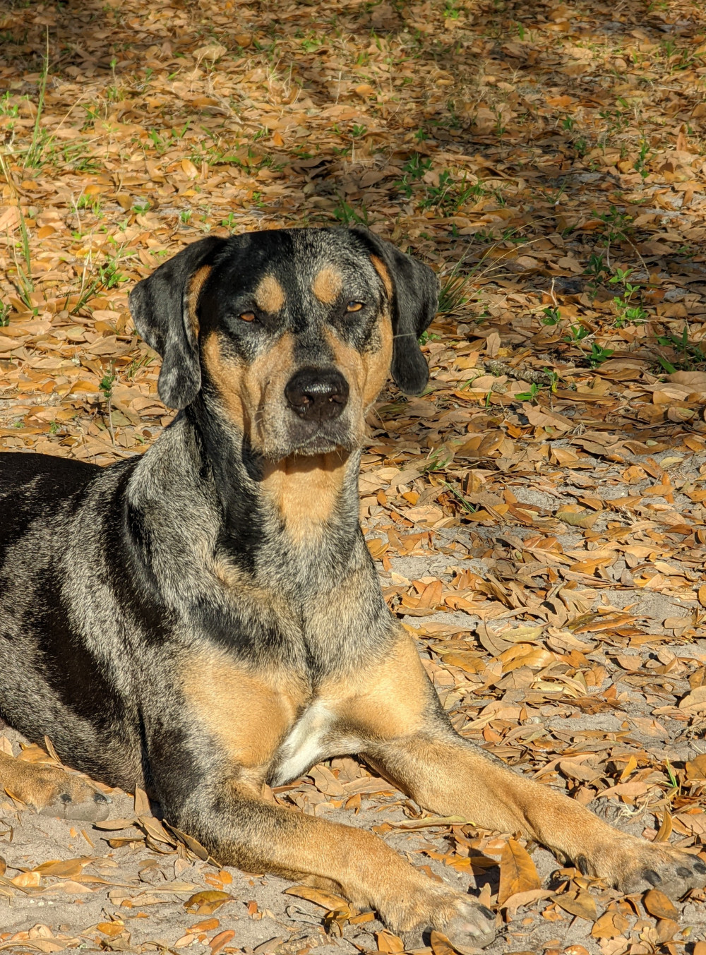 Hypomating: Hawks Landing’s Kodak x Roseland’s Sage Pedigree