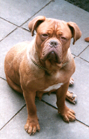 Emberez Endeavor Pedigree