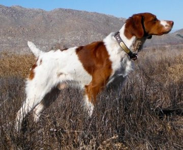 Spanish Corral's Sonny Patch Pedigree