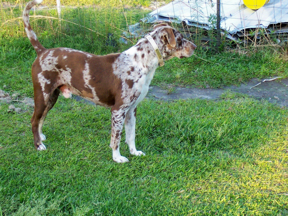 TKHD 00 BUCKSHOT Pedigree