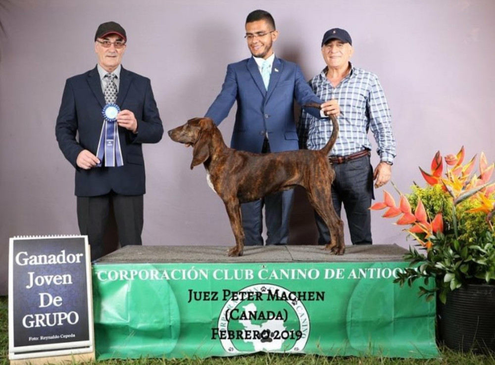 Chicha de la Perla del Otún Pedigree