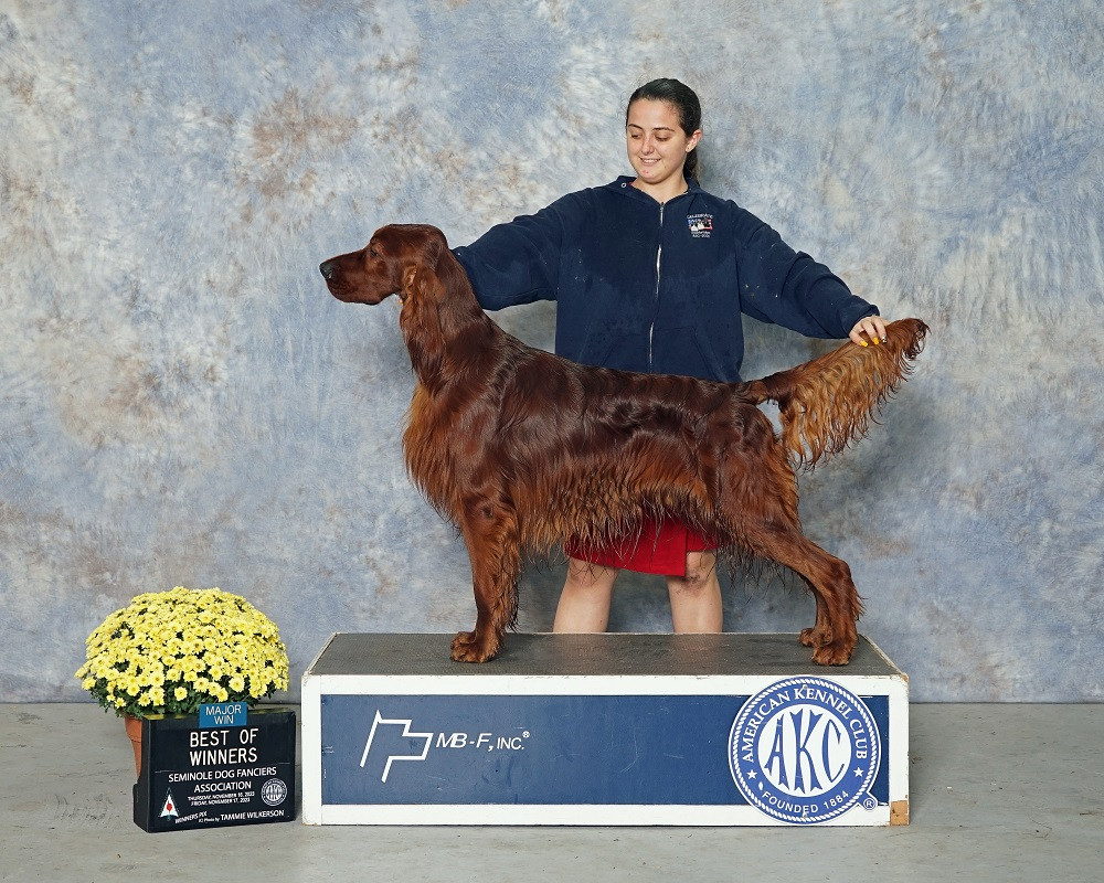 MJ'S POG MO THOIN! WITH RUAIRI'S Pedigree