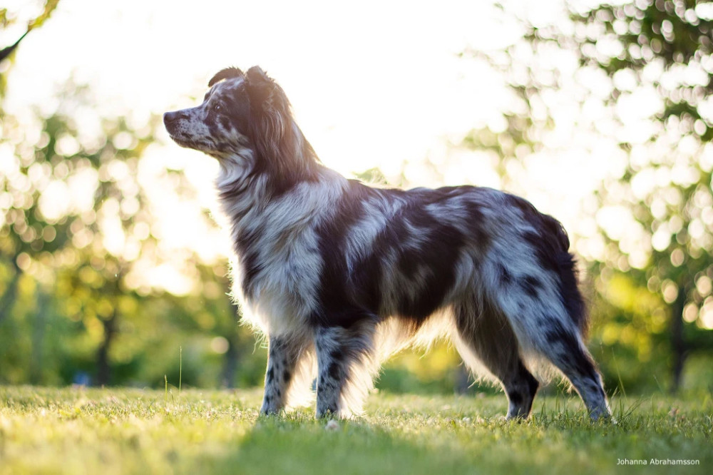 Tonka's Lil Miss Attitude Pedigree