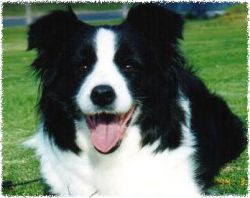 Avatar Bayshore's Scarlet Fever Pedigree