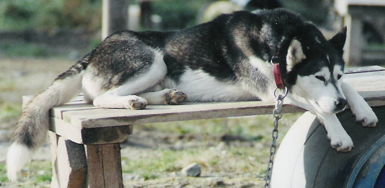 Windigo's Ever Lasting Echo Pedigree