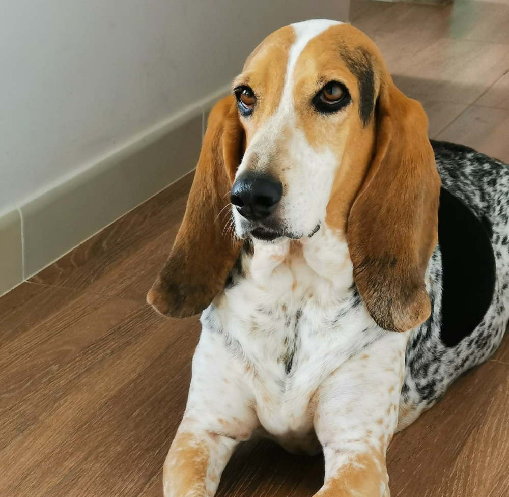 Arazá de Pichón Salvaje Pedigree