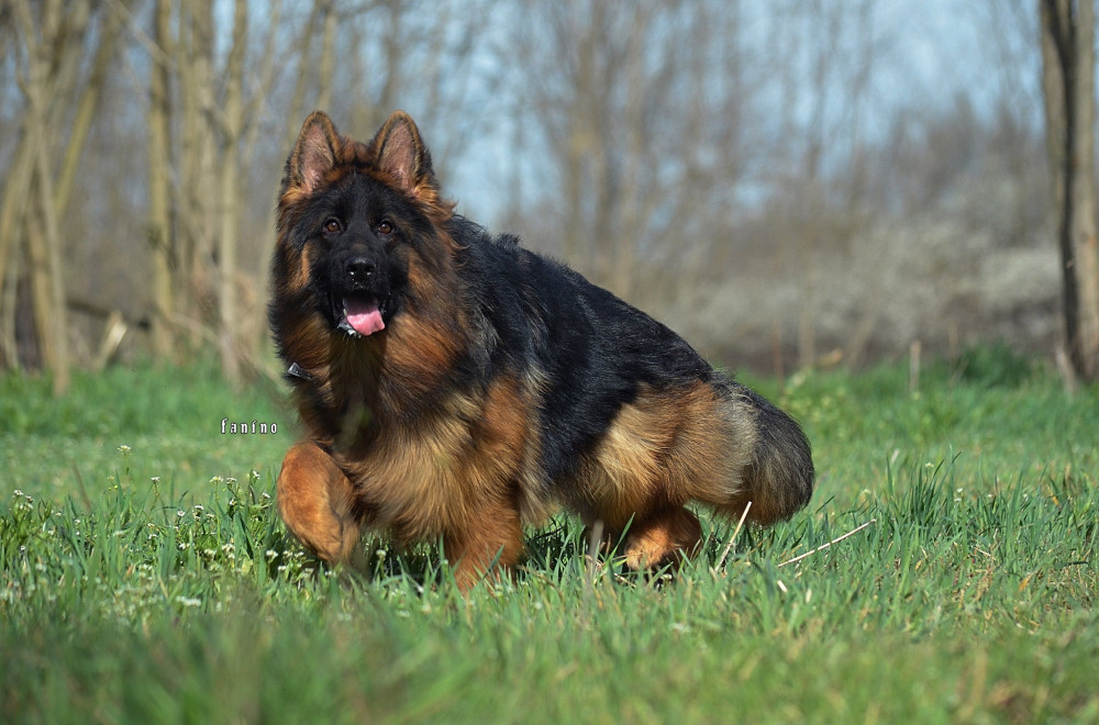 Azzura Team Akibo Pedigree