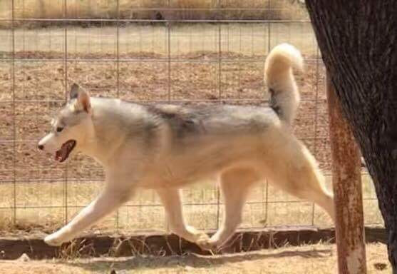 Laurel Run Meadow's Edge Pedigree