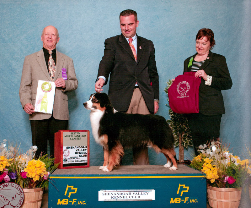 Southerncharm's Shock To The Heart Pedigree