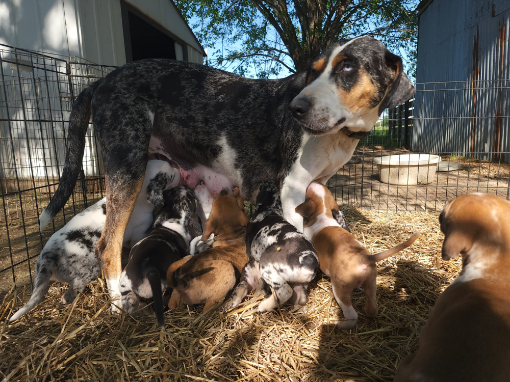 Pedigree Online | Duke x Tala's 2024 Catahoula litter