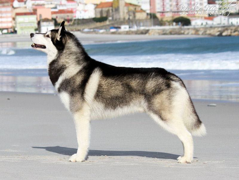 Winter Melody Blue Moon Pedigree