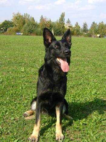 A Rhaegar Vom Hamundr Pedigree