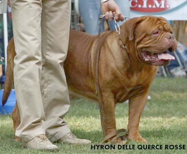 Dog's-Land Maestro Pedigree