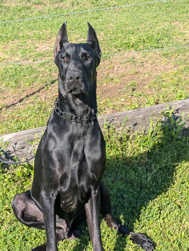NWR's Venomous Reign Pedigree