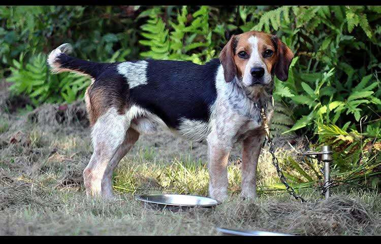Blueberry Knoll Reginald Pedigree